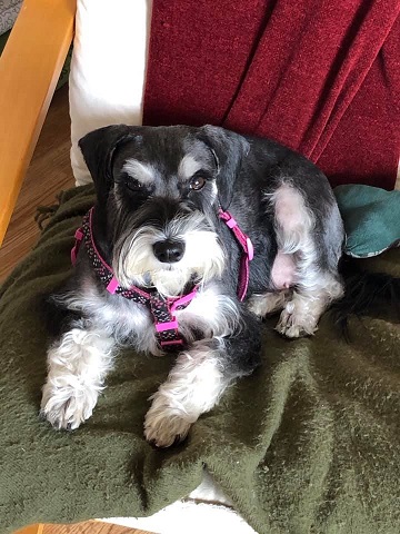 Dam: Denali (aka Ali)